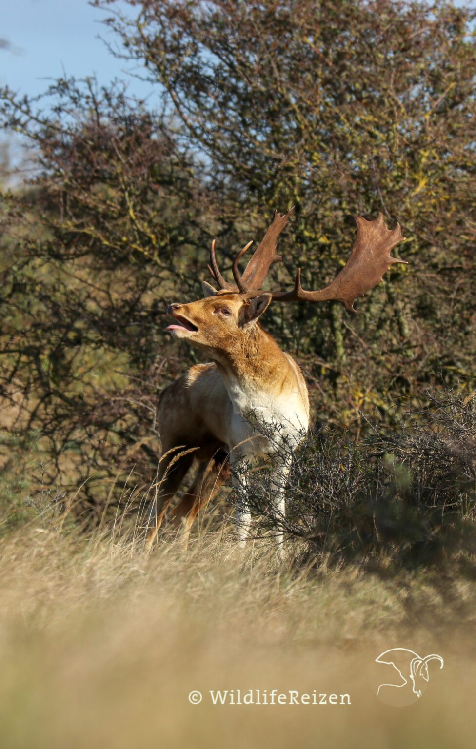 4 Mooiste natuurgebieden op de Veluwe - Wildlifereizen