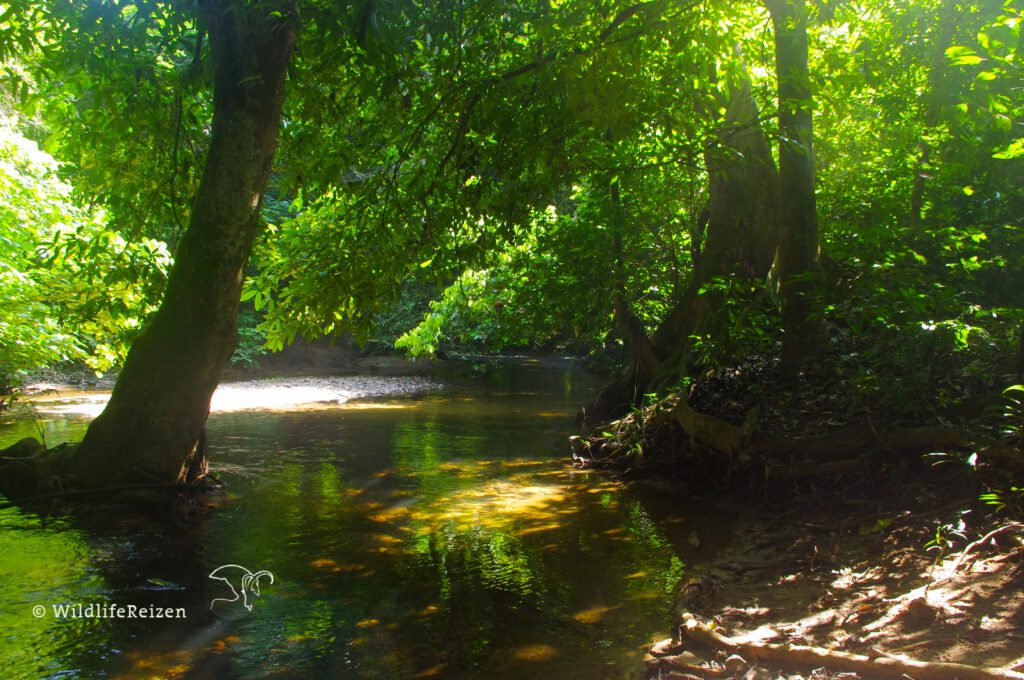 Ulu Muda:het Maleisische paradijs! - Wildlifereizen