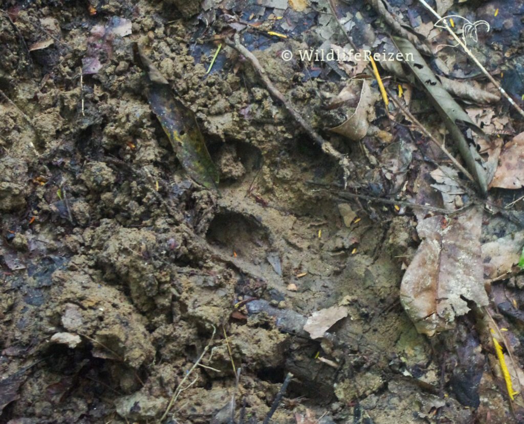 Ulu Muda:het Maleisische paradijs! - Wildlifereizen