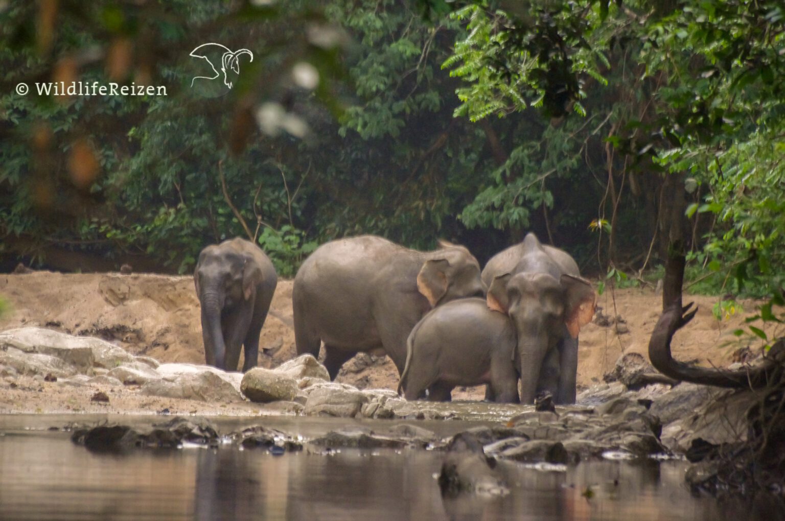 Ulu Muda:het Maleisische paradijs! - Wildlifereizen
