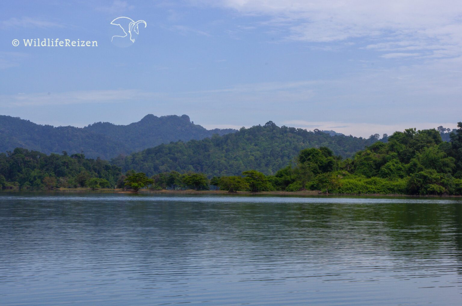 Ulu Muda:het Maleisische paradijs! - Wildlifereizen