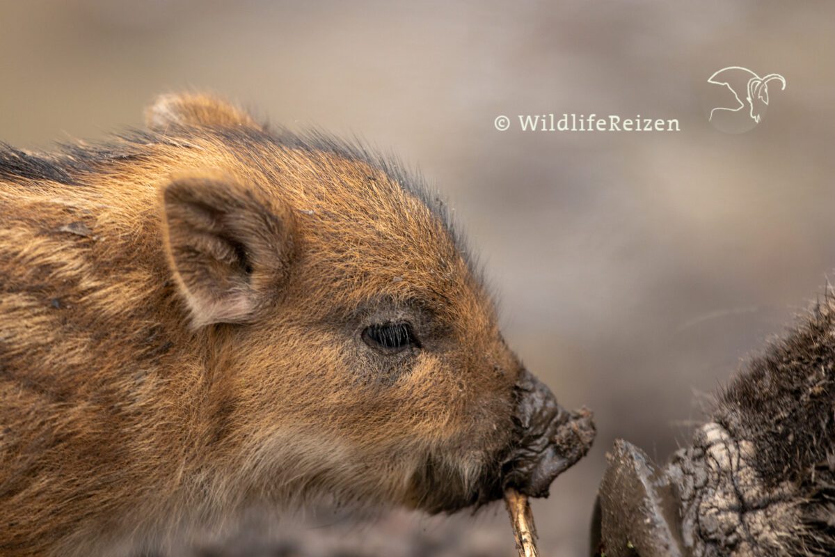 Het wild zwijn in Nederland - Wildlifereizen