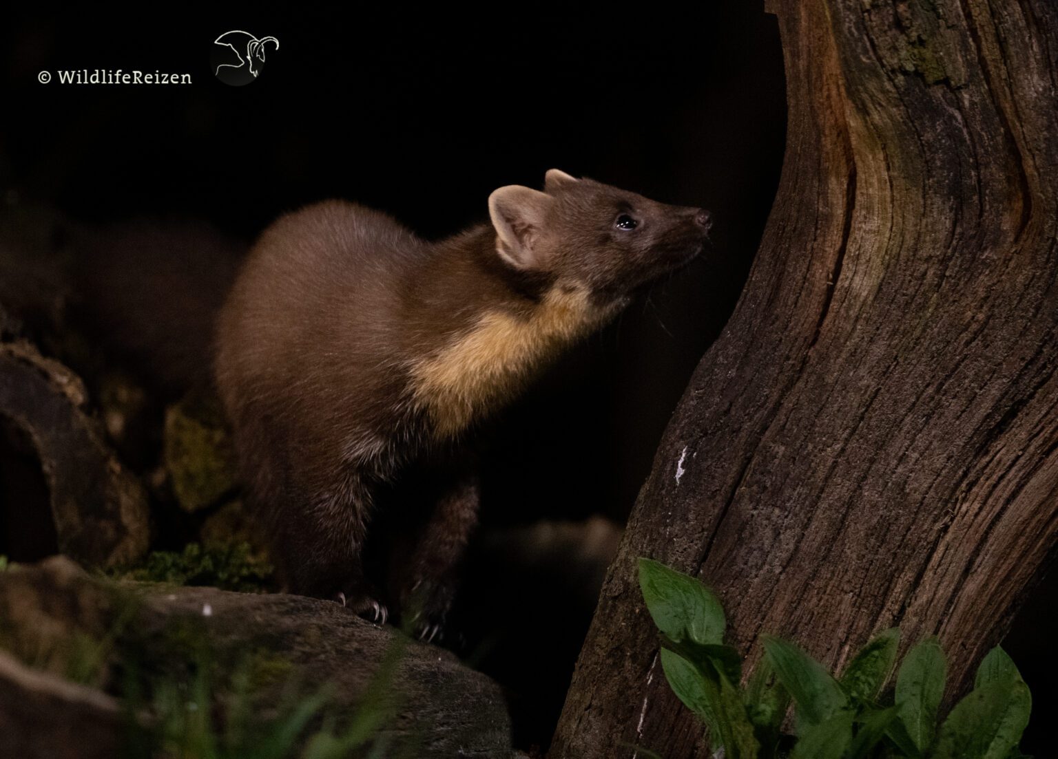 Marters fotograferen in Drenthe: Doen! - Wildlifereizen
