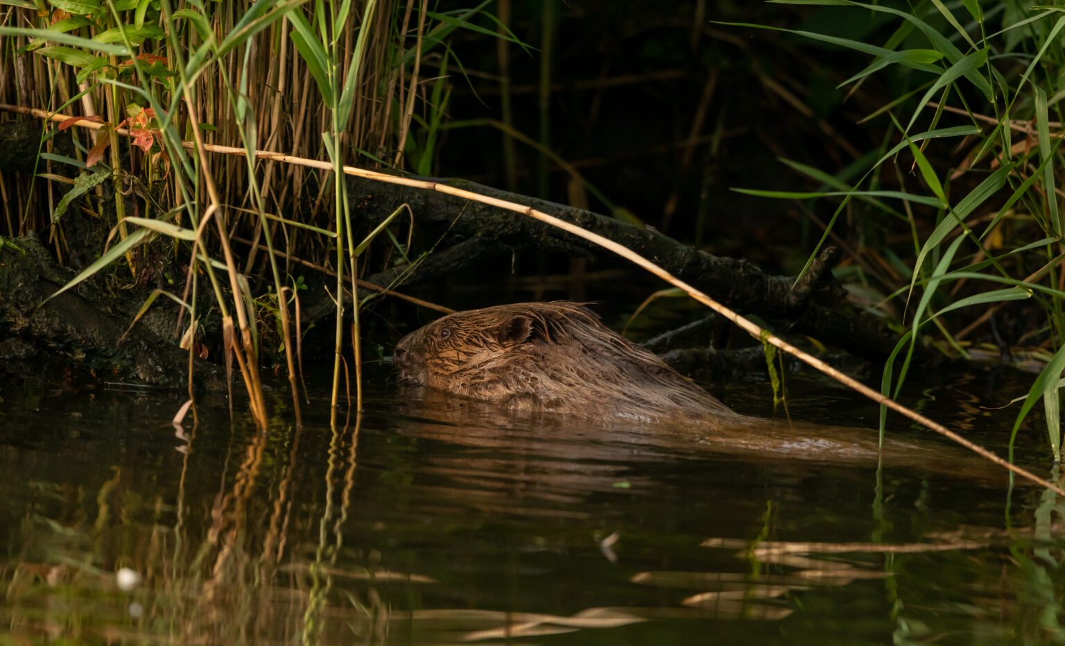 De Bever : de echte waterarchitect - Wildlifereizen
