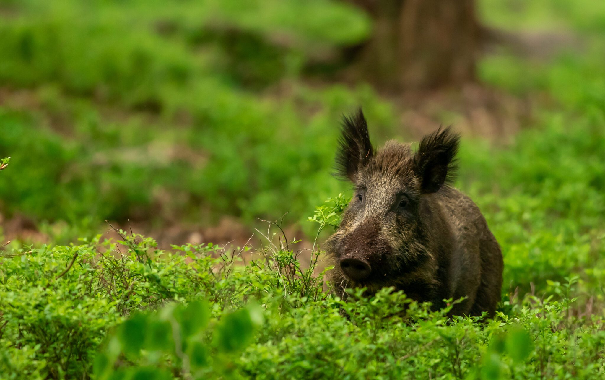 Het wild zwijn in Nederland - Wildlifereizen