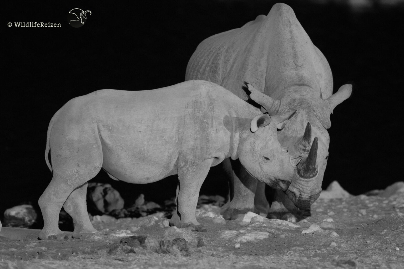 De zwarte neushoorn - Wildlifereizen