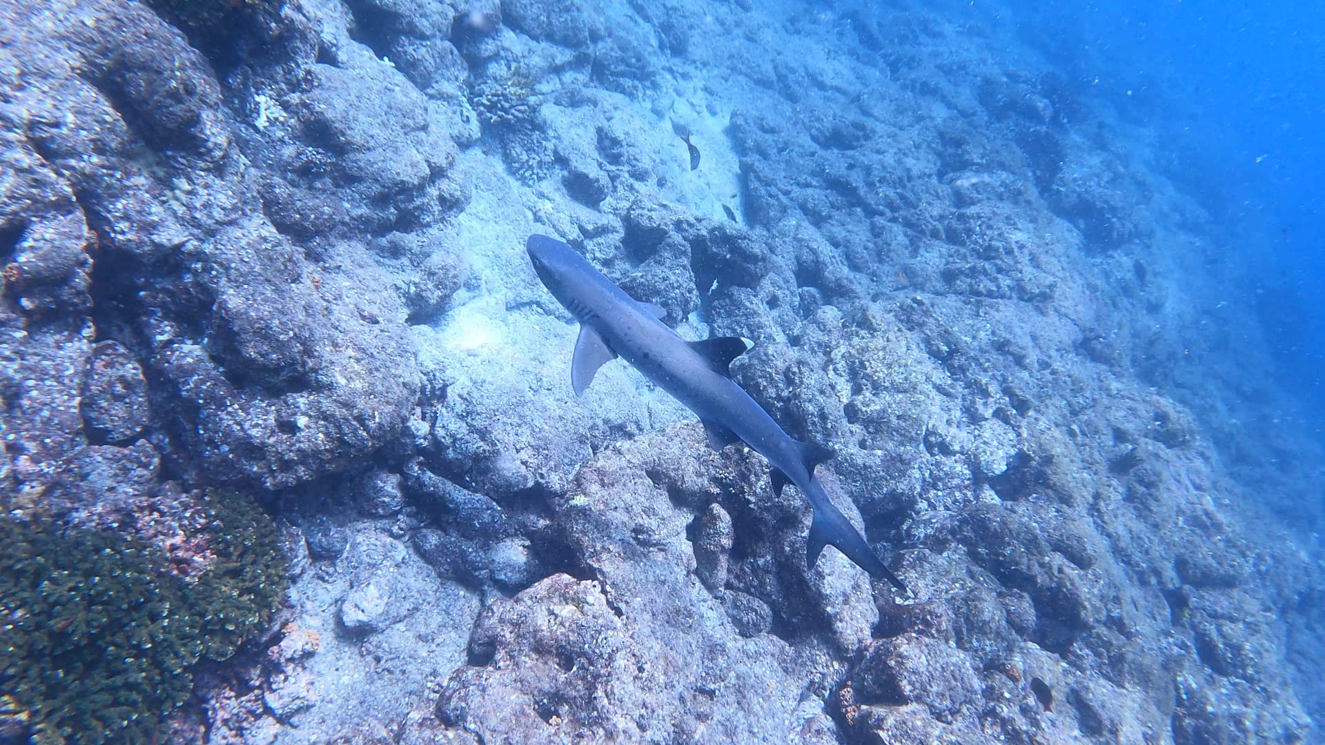 Santa Catalina: watersport in de tropen - Wildlifereizen