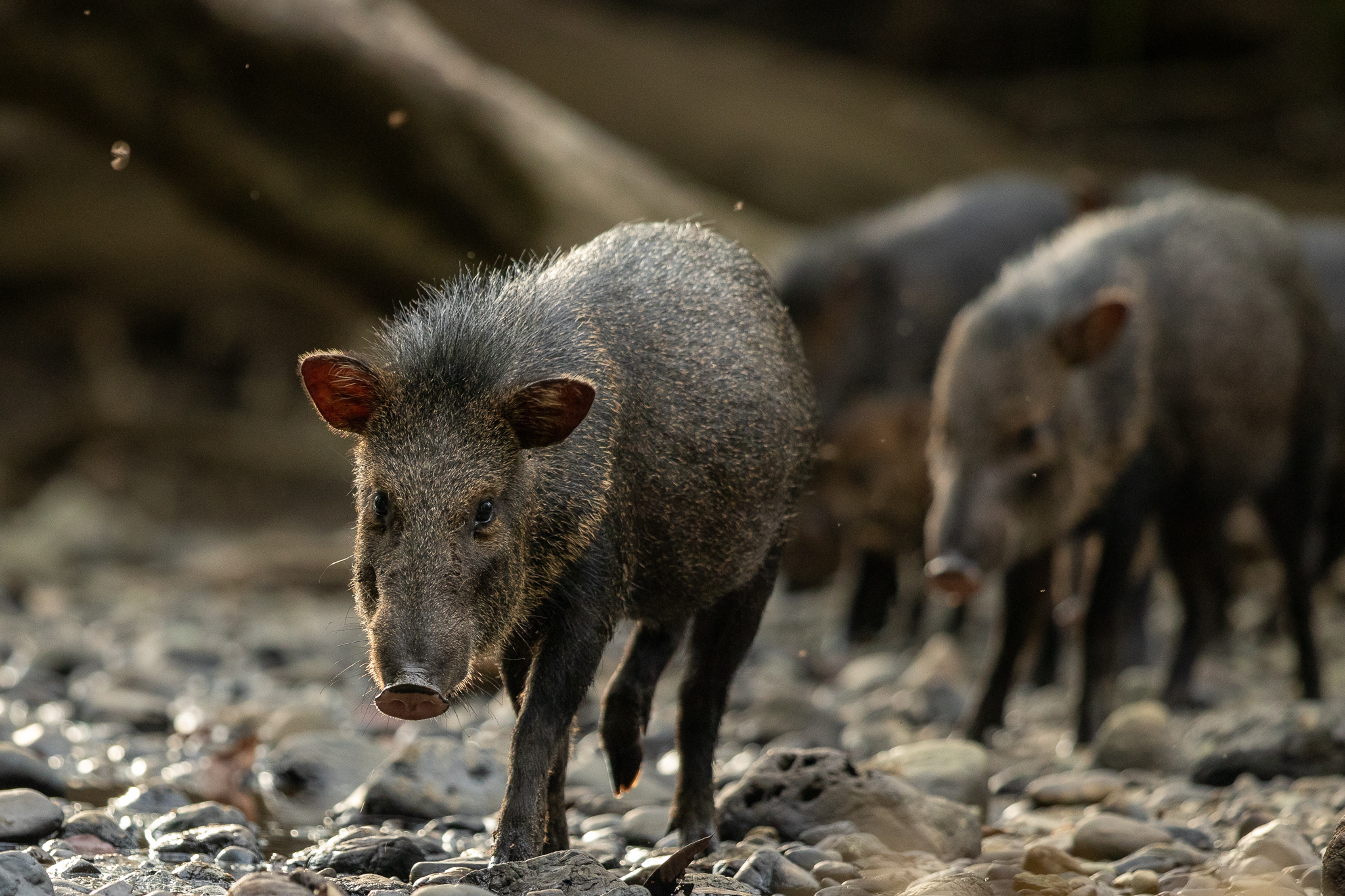 Natuur in Suriname: één van de groenste landen ter wereld! - Wildlifereizen