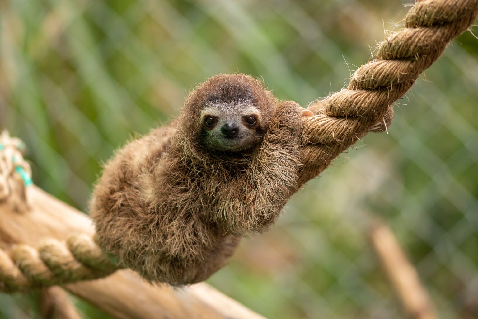 De 3 verschillende luiaards spotten in Panama - Wildlifereizen