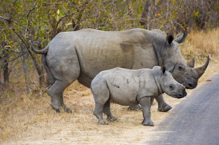 Neushoorns: welke soorten zijn er en waar vind je ze? - Wildlifereizen