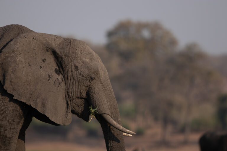 De Afrikaanse olifant: het grootste Afrikaanse landdier! - Wildlifereizen