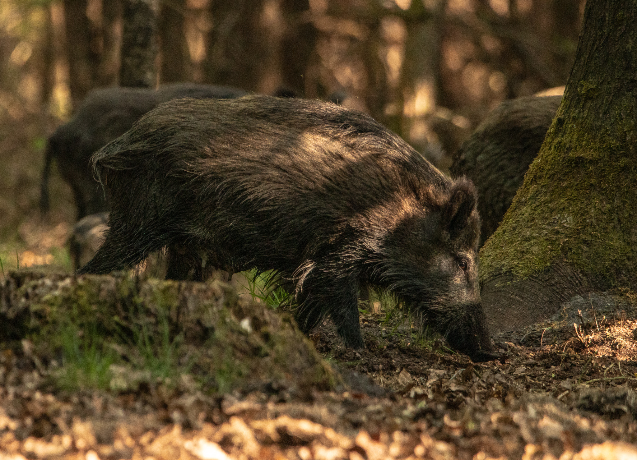 Het wild zwijn in Nederland - Wildlifereizen