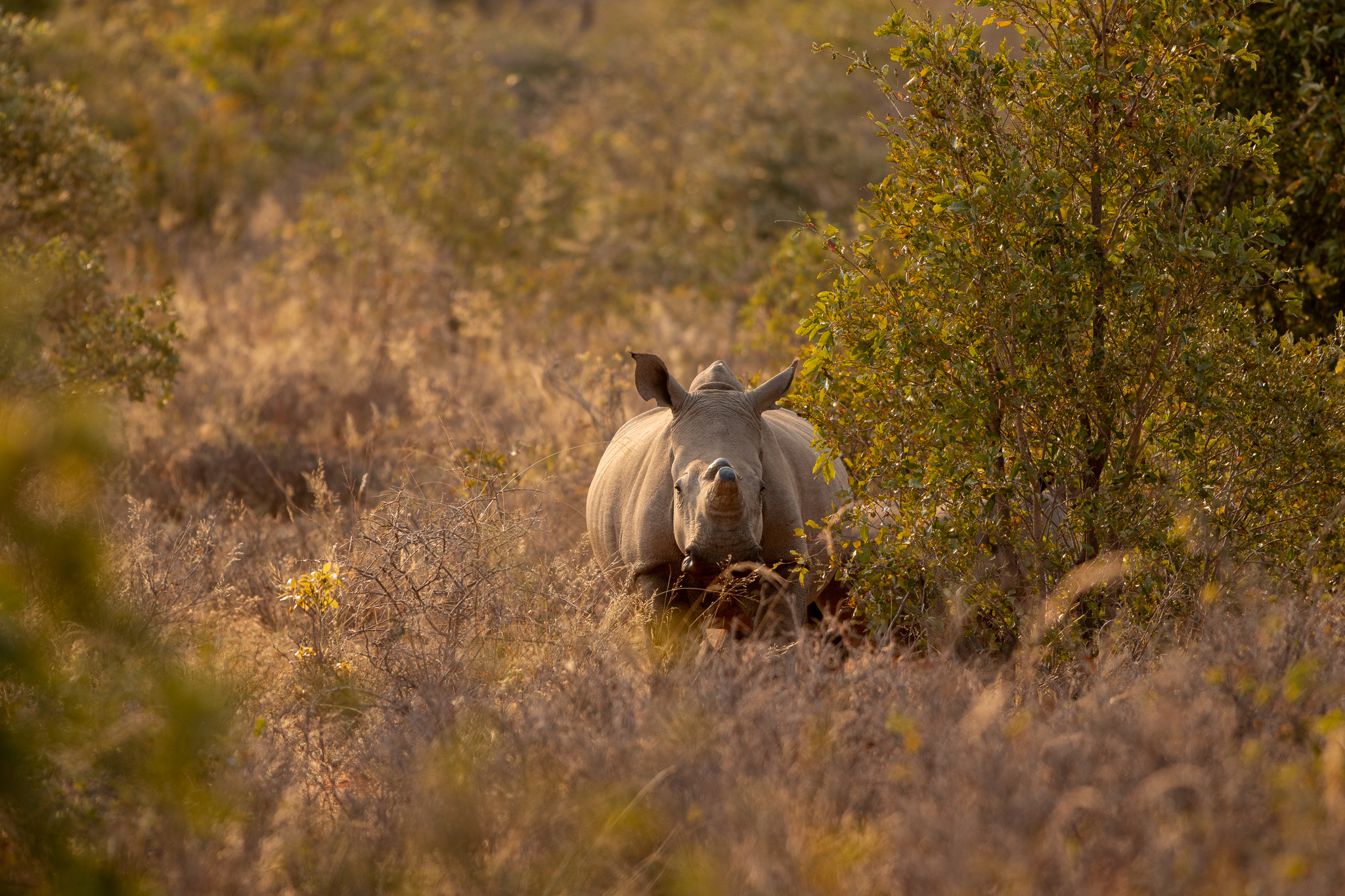 De witte neushoorn - Wildlifereizen