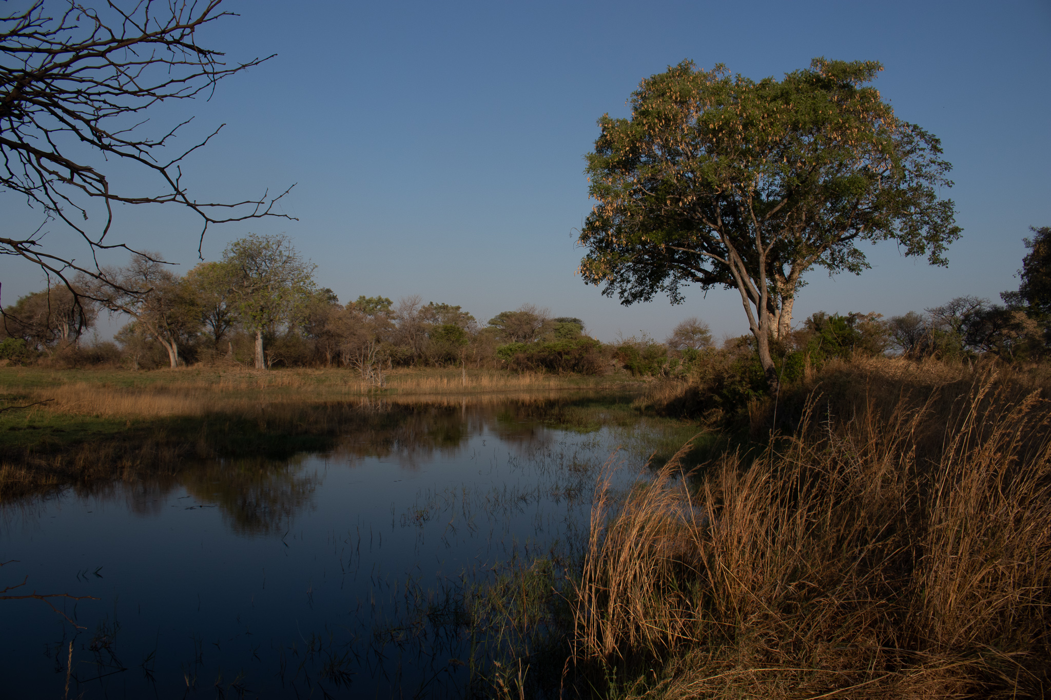 Moremi Game Reserve: wildlife en de Okavangodelta. - Wildlifereizen