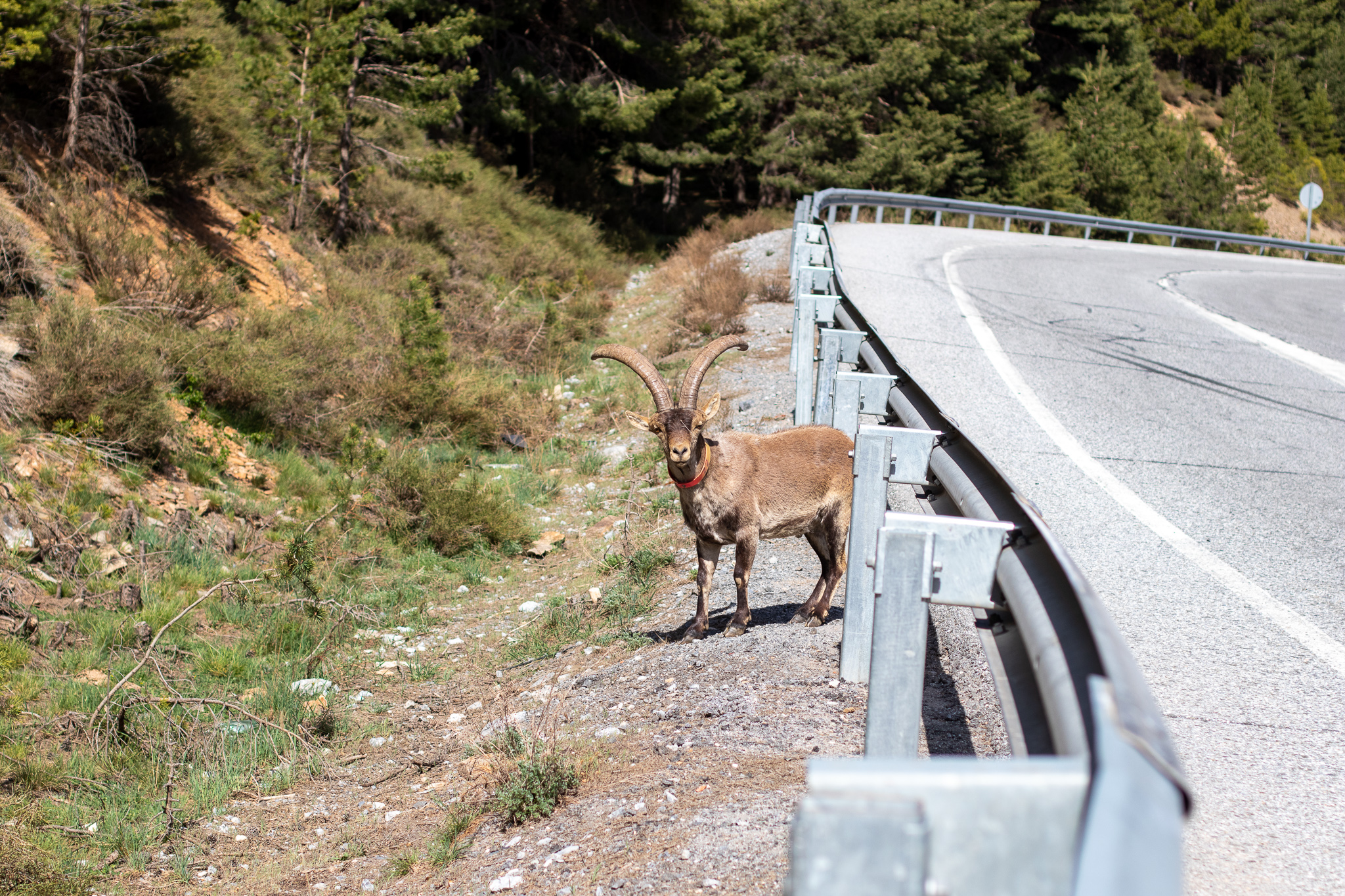 De Spaanse steenbok - Wildlifereizen