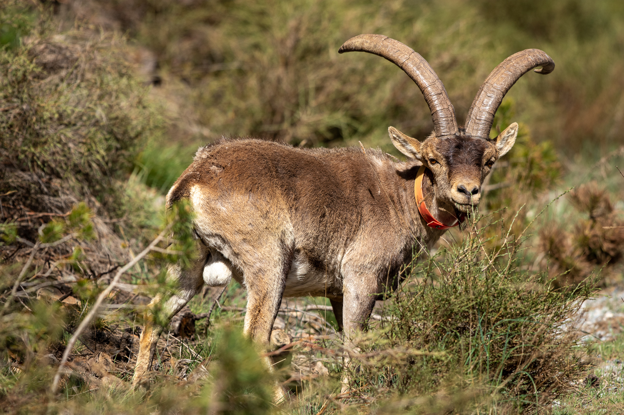 De Spaanse steenbok - Wildlifereizen
