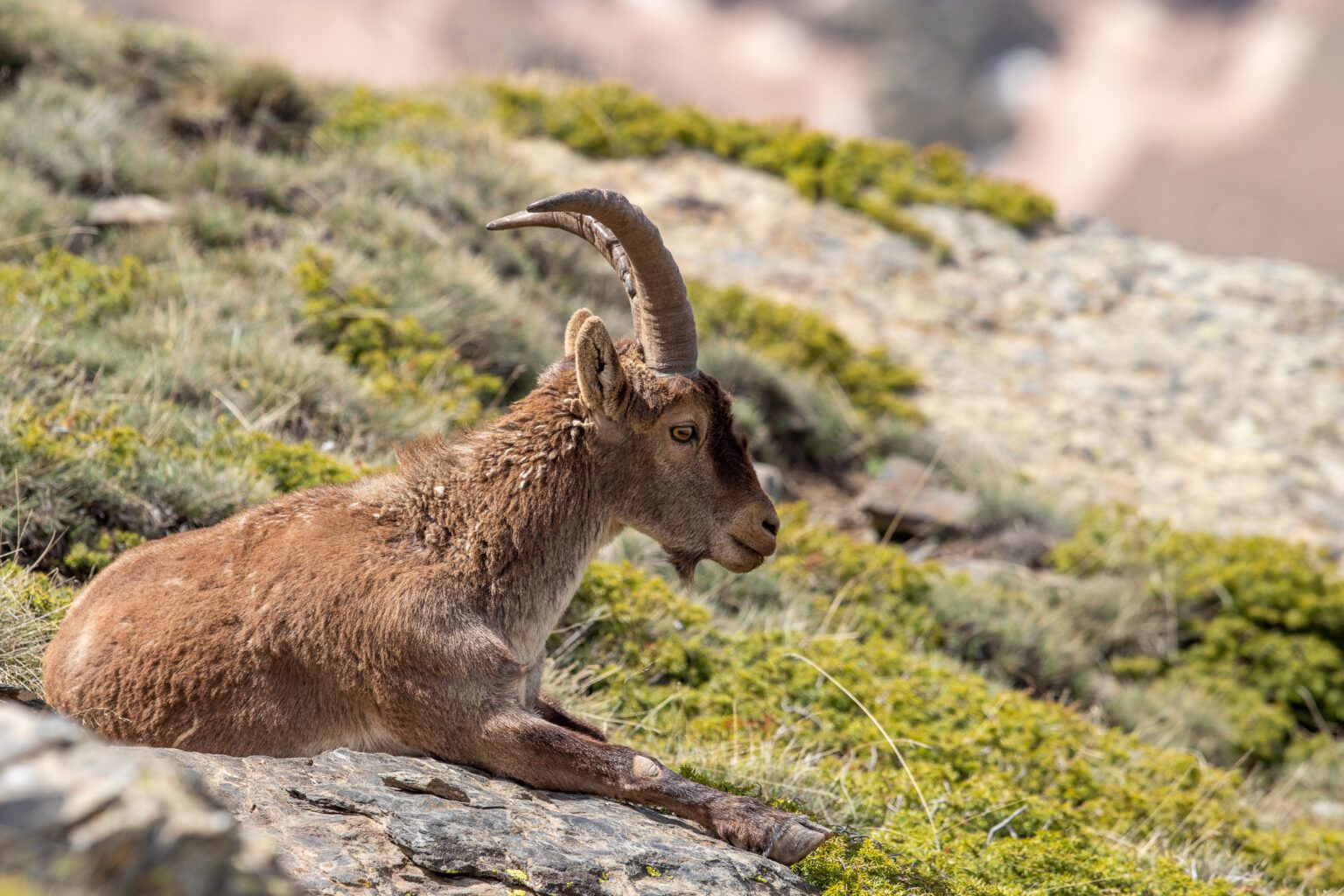 De Spaanse steenbok - Wildlifereizen