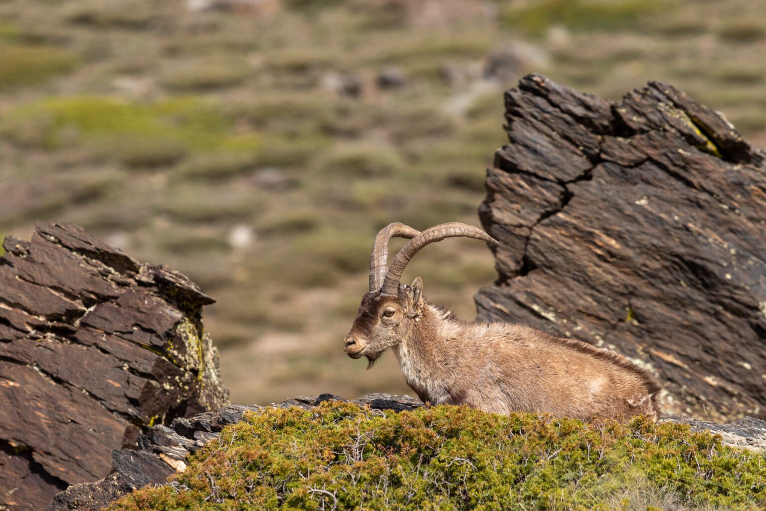 De Spaanse steenbok - Wildlifereizen