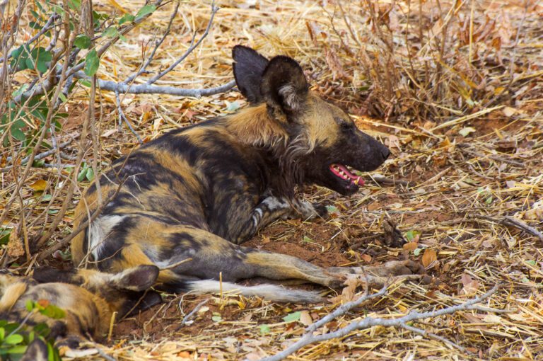 De Afrikaanse wilde hond: de grootste hondachtige van Afrika ...