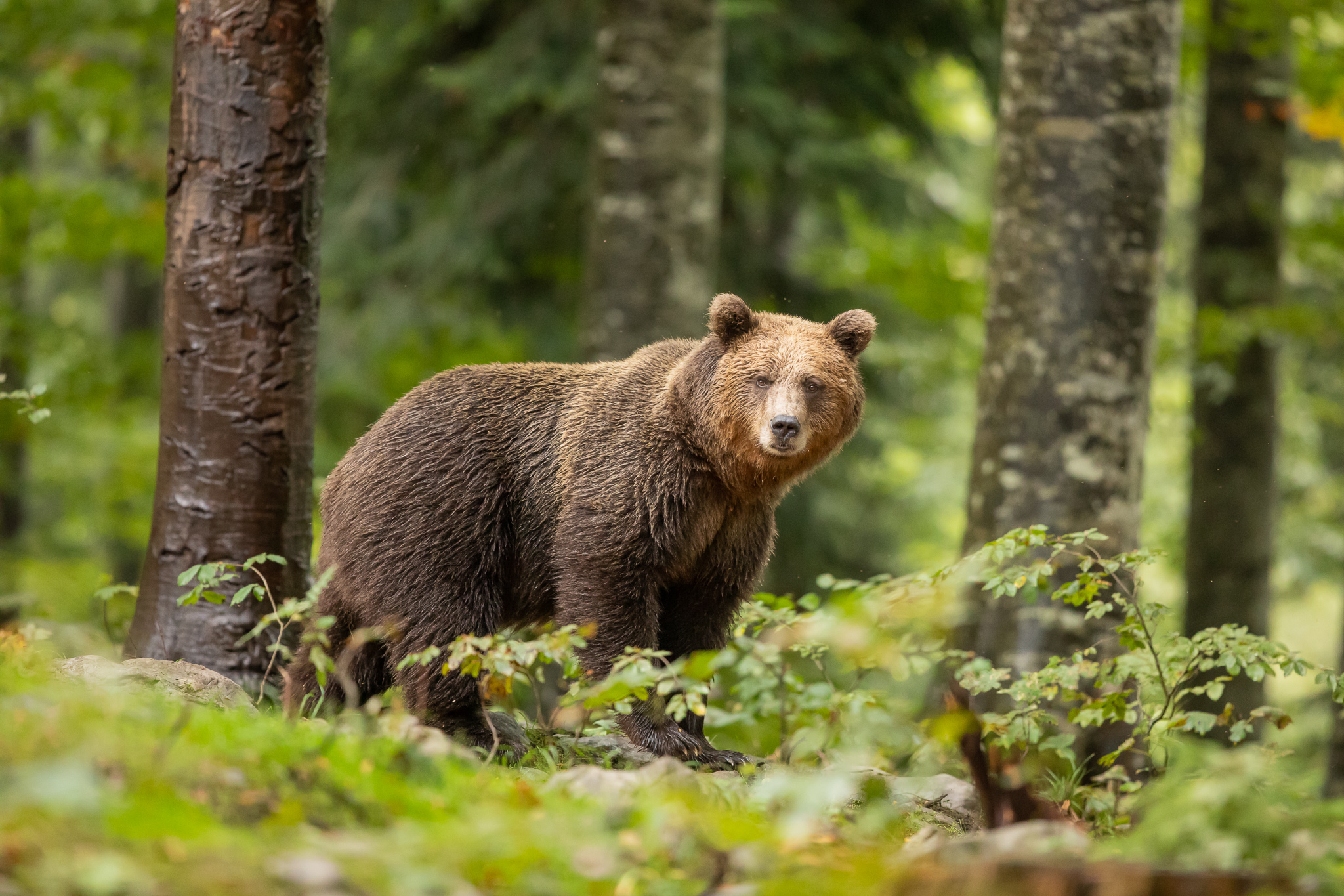 Bruine beren fotograferen met SlovenianBears - Wildlifereizen