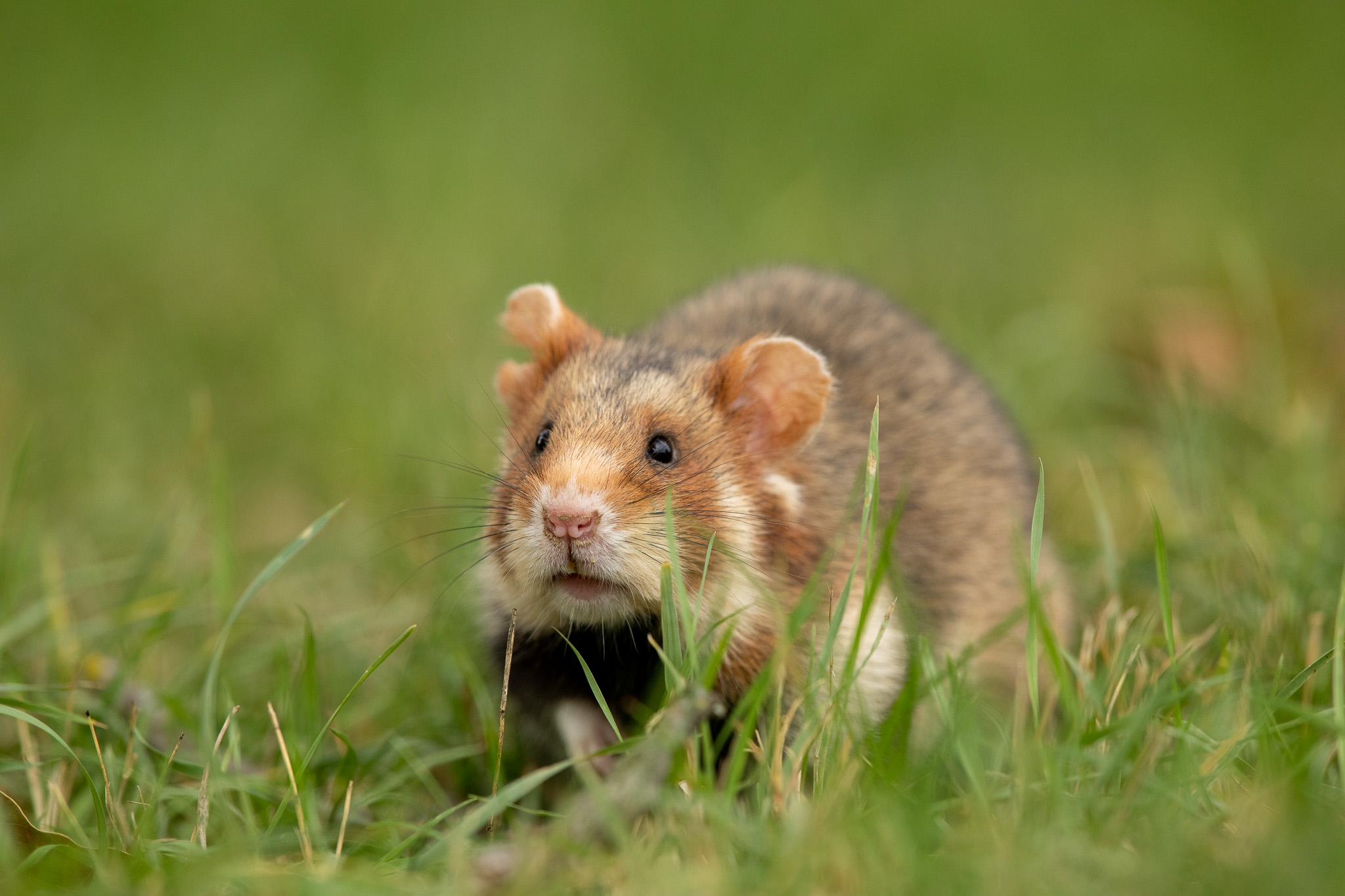 Wildlife top 10 van Europa - Wildlifereizen