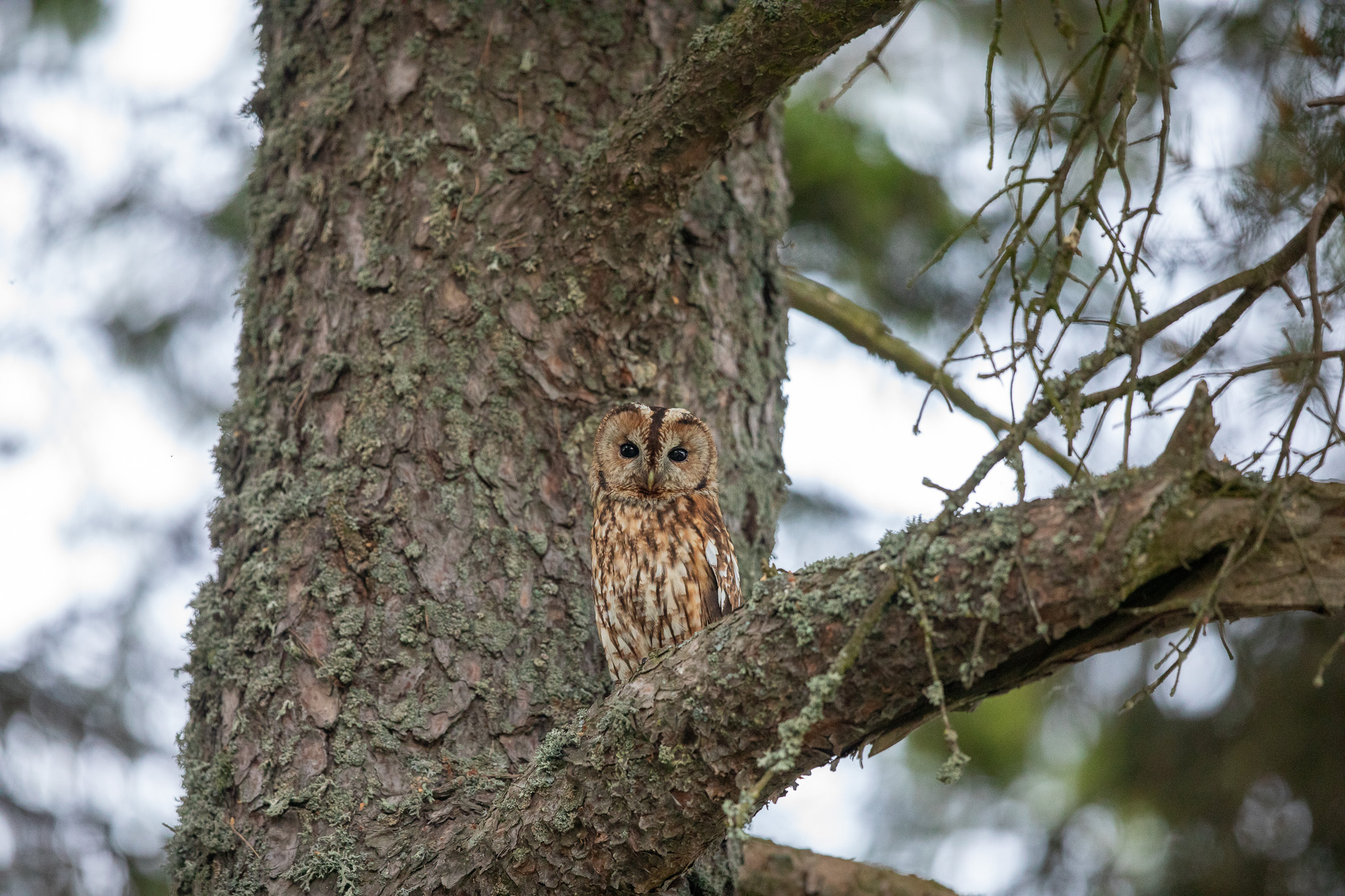 Uilen in Nederland: waar vind je deze mysterieuze vogels? - Wildlifereizen