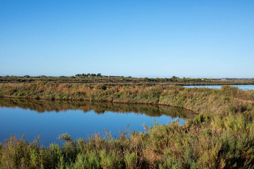 Parque natural da Ria Formosa - Wildlifereizen