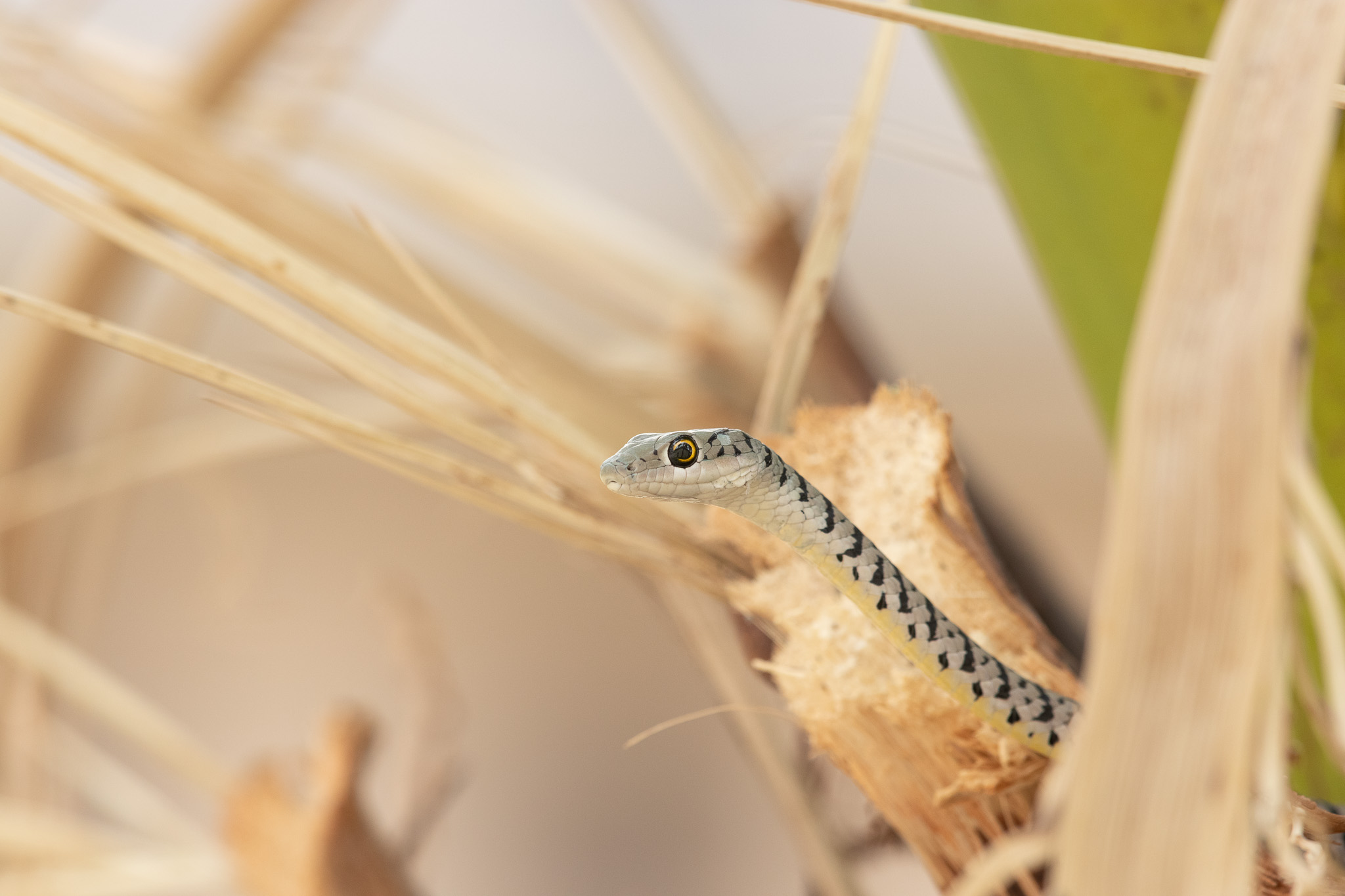De 7 gevaarlijkste slangen van Afrika - Wildlifereizen