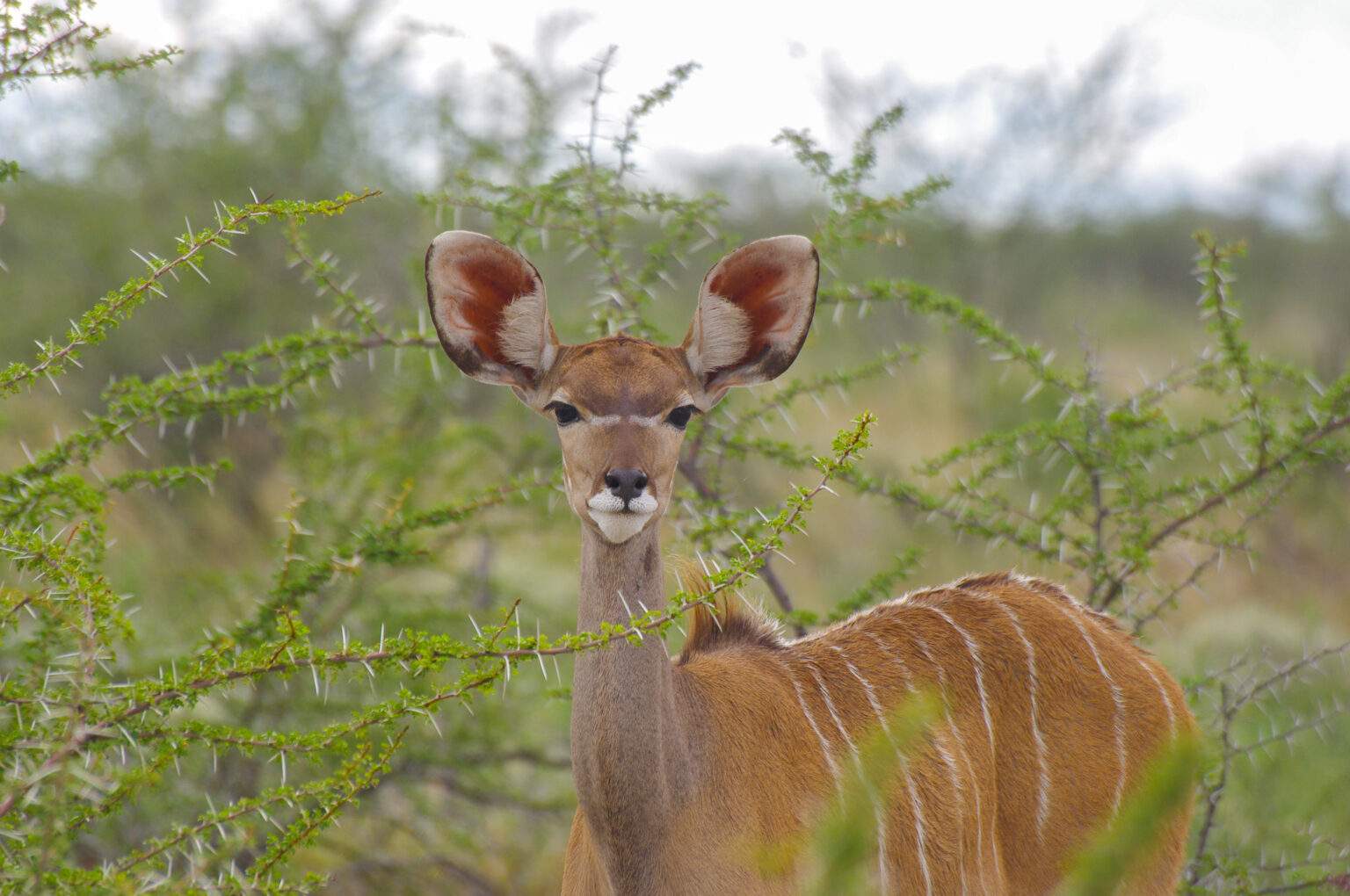 De grote koedoe - Wildlifereizen