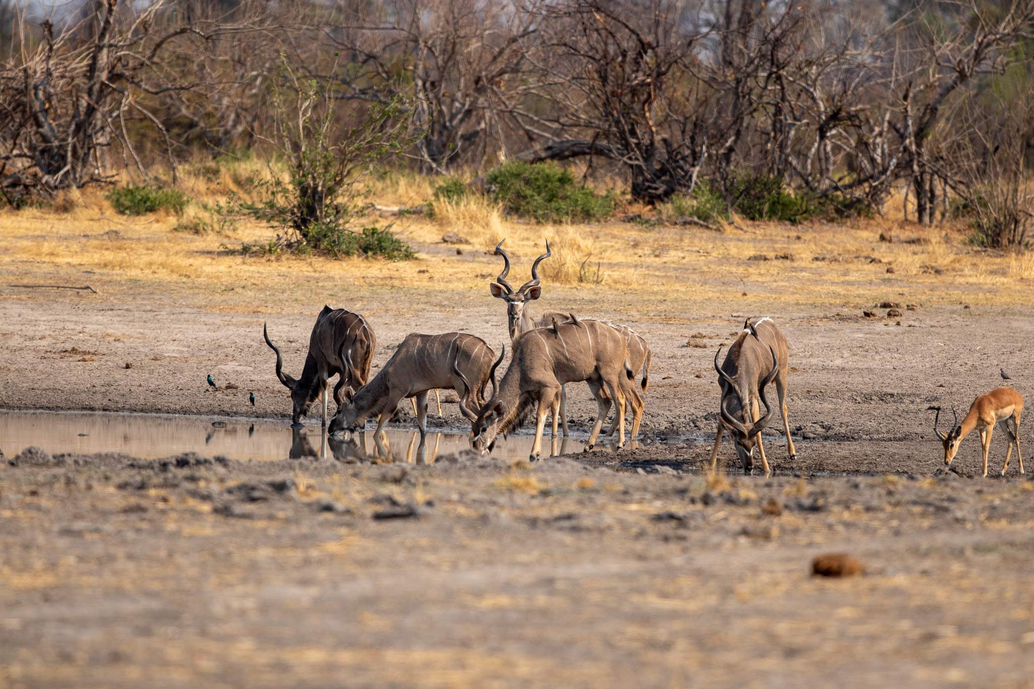 De grote koedoe - Wildlifereizen