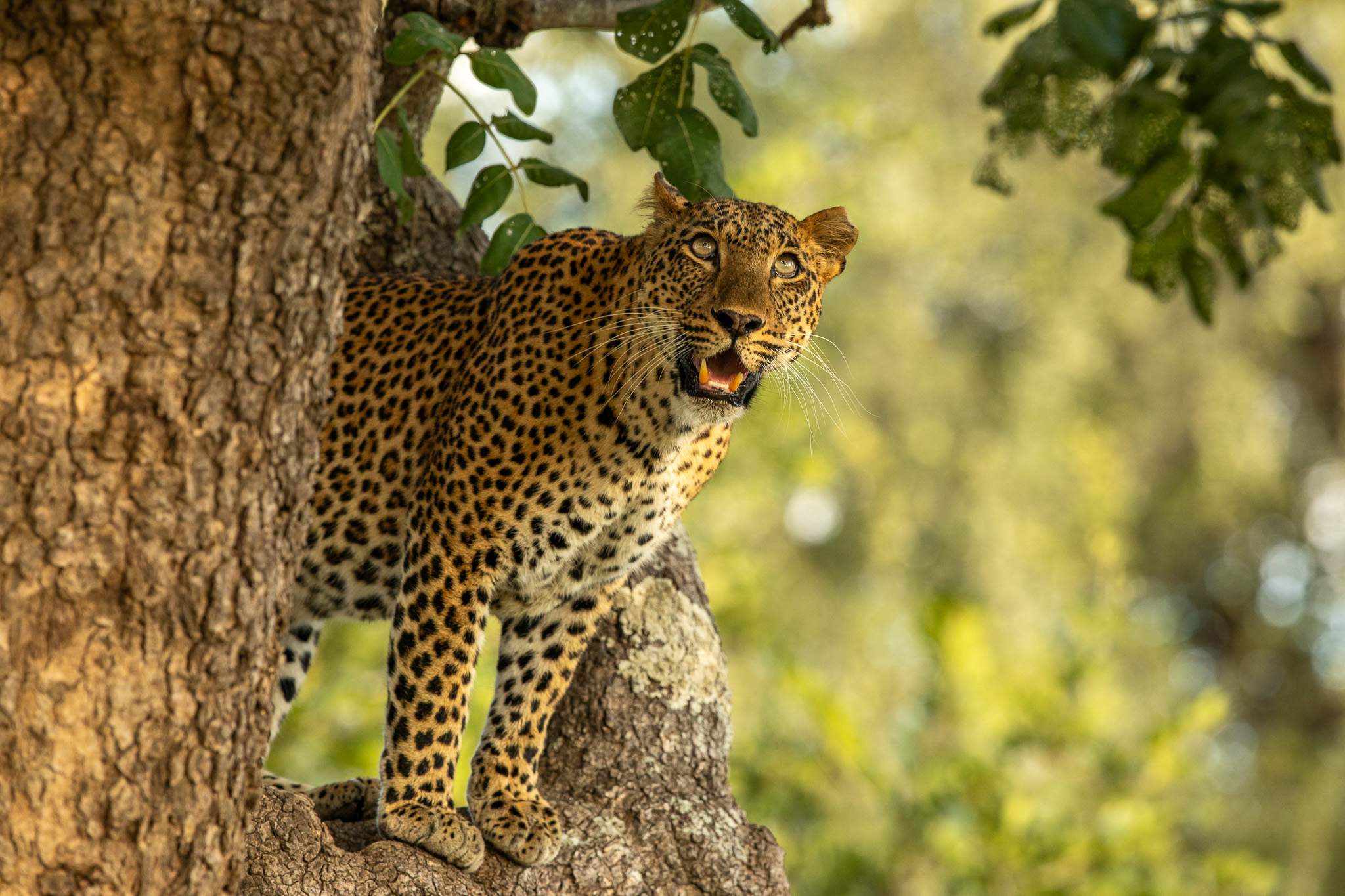 Wat is het verschil tussen een luipaard en een jachtluipaard: Hoe zit ...