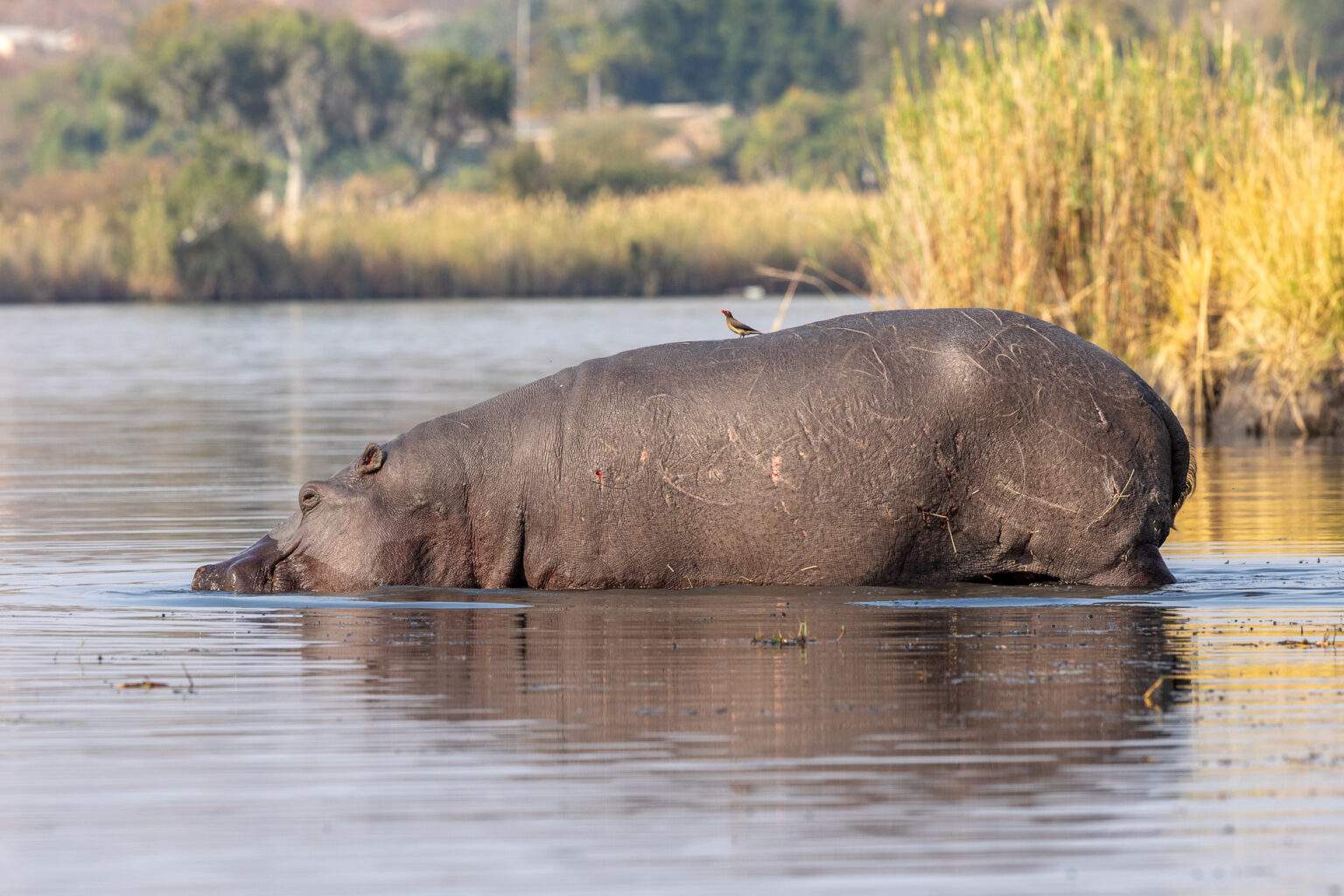 Wildlife top 10 van Zambia - Wildlifereizen