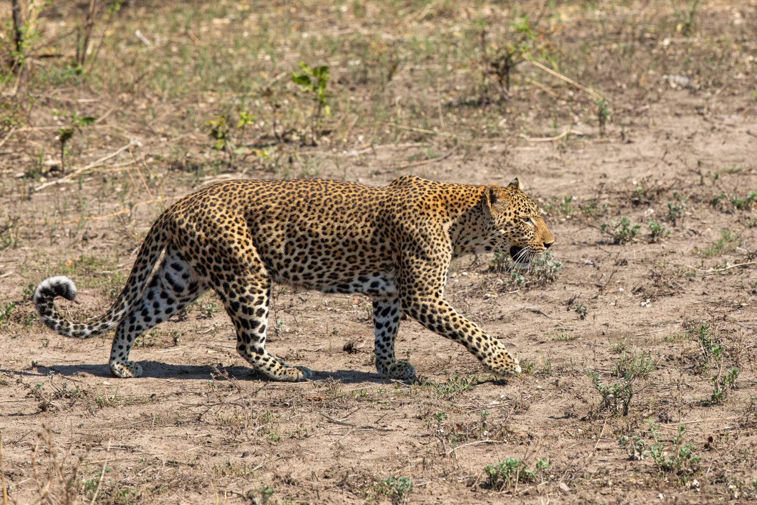 Natuur in Zambia - Wildlifereizen