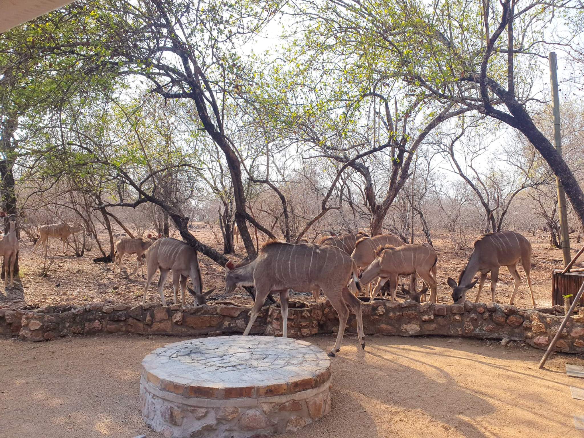 Marloth Park: de perfecte plek voor het hele gezin aan de rand van ...