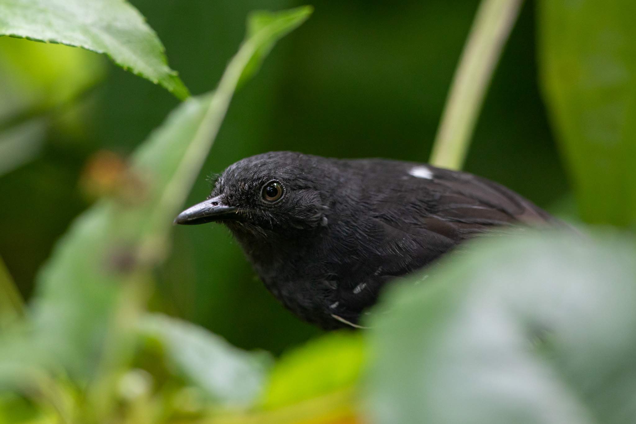 Peperpot Nature Park: De Surinaamse jungle op steenworp afstand van ...