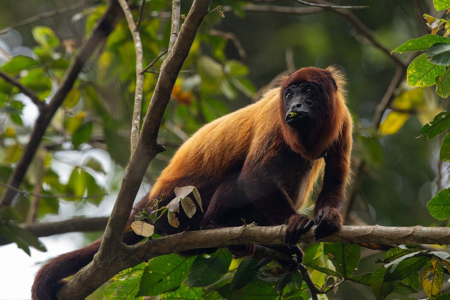 Apen in Suriname: Welke soorten apen leven er in Suriname er waar vind je ze? - Wildlifereizen