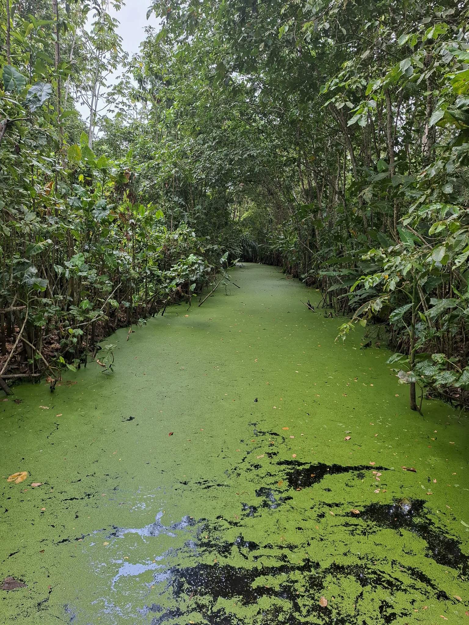 Peperpot Nature Park: De Surinaamse jungle op steenworp afstand van ...